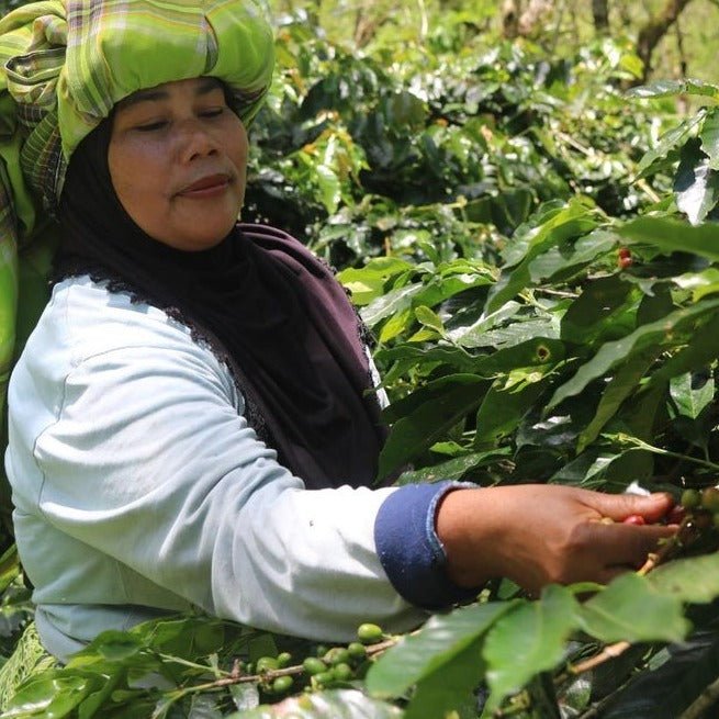 Organic Sumatra Lauser Antara - 5 lb Bag – Java Estate Roastery