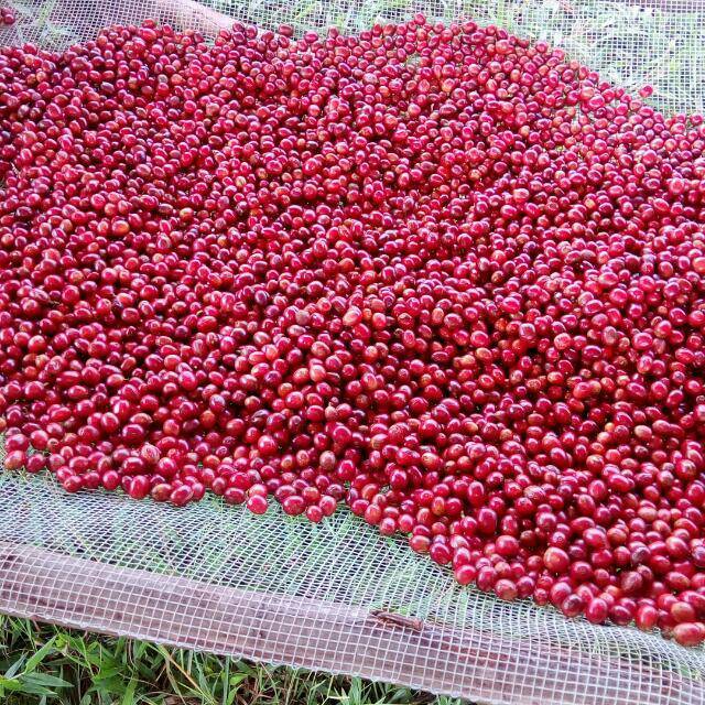 Nicaragua Matagalpa - 5 lb Bag – Java Estate Roastery