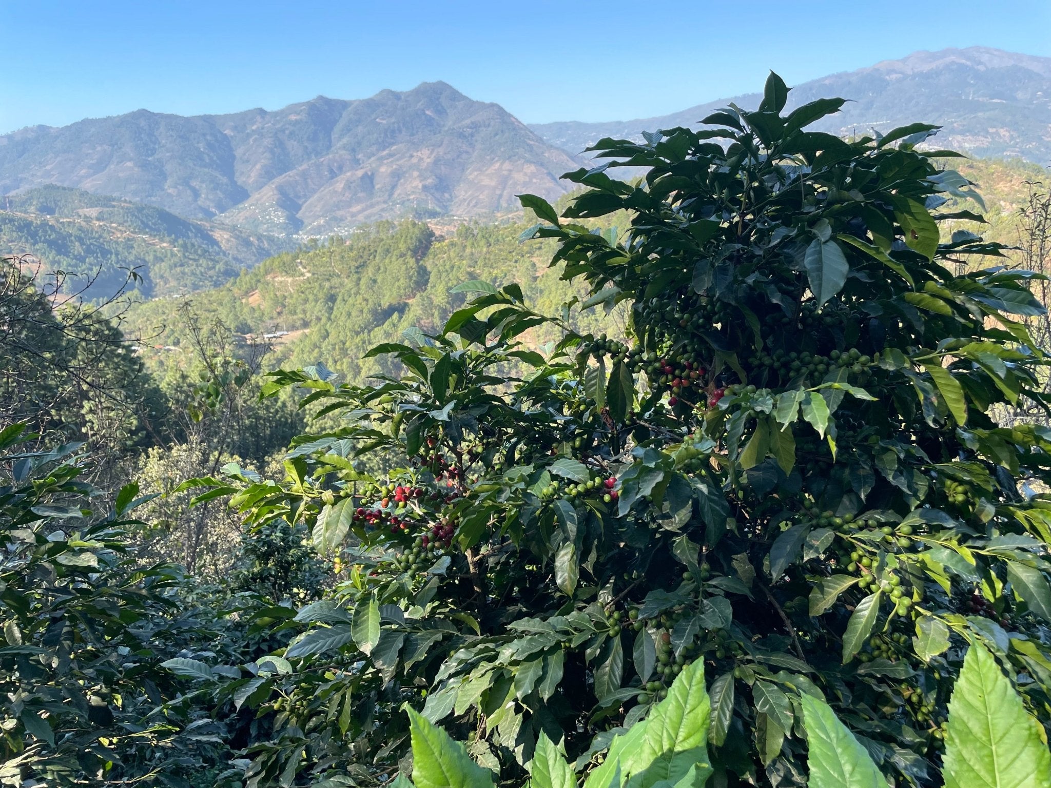 Single Origin Coffee – Java Estate Roastery