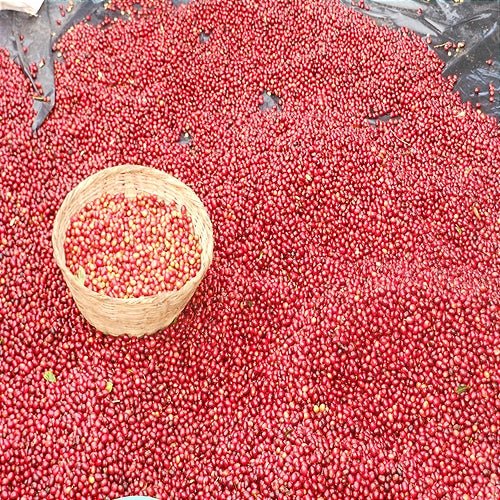 Brazil Minas Gerais - 5 lb Bag – Java Estate Roastery