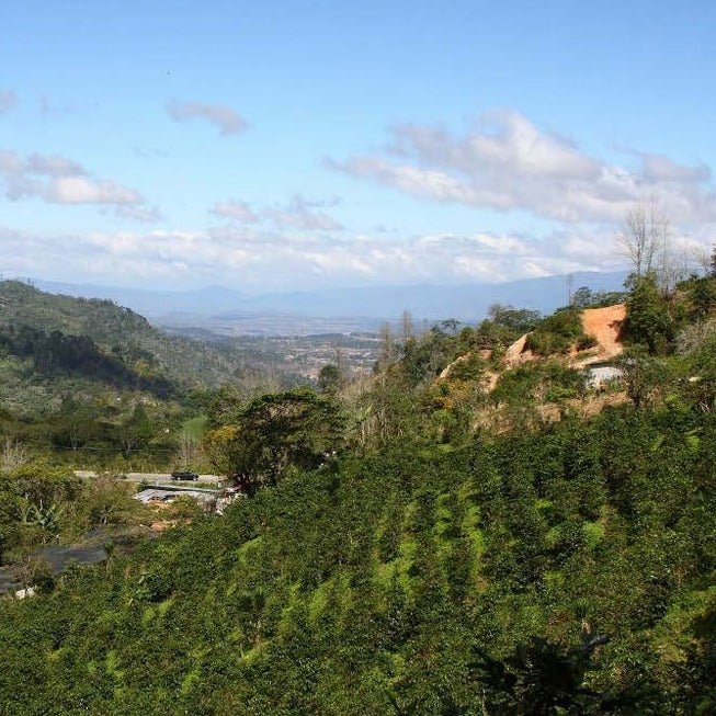 Organic Honduras Santa Rosa - 5 lb Bag – Java Estate Roastery