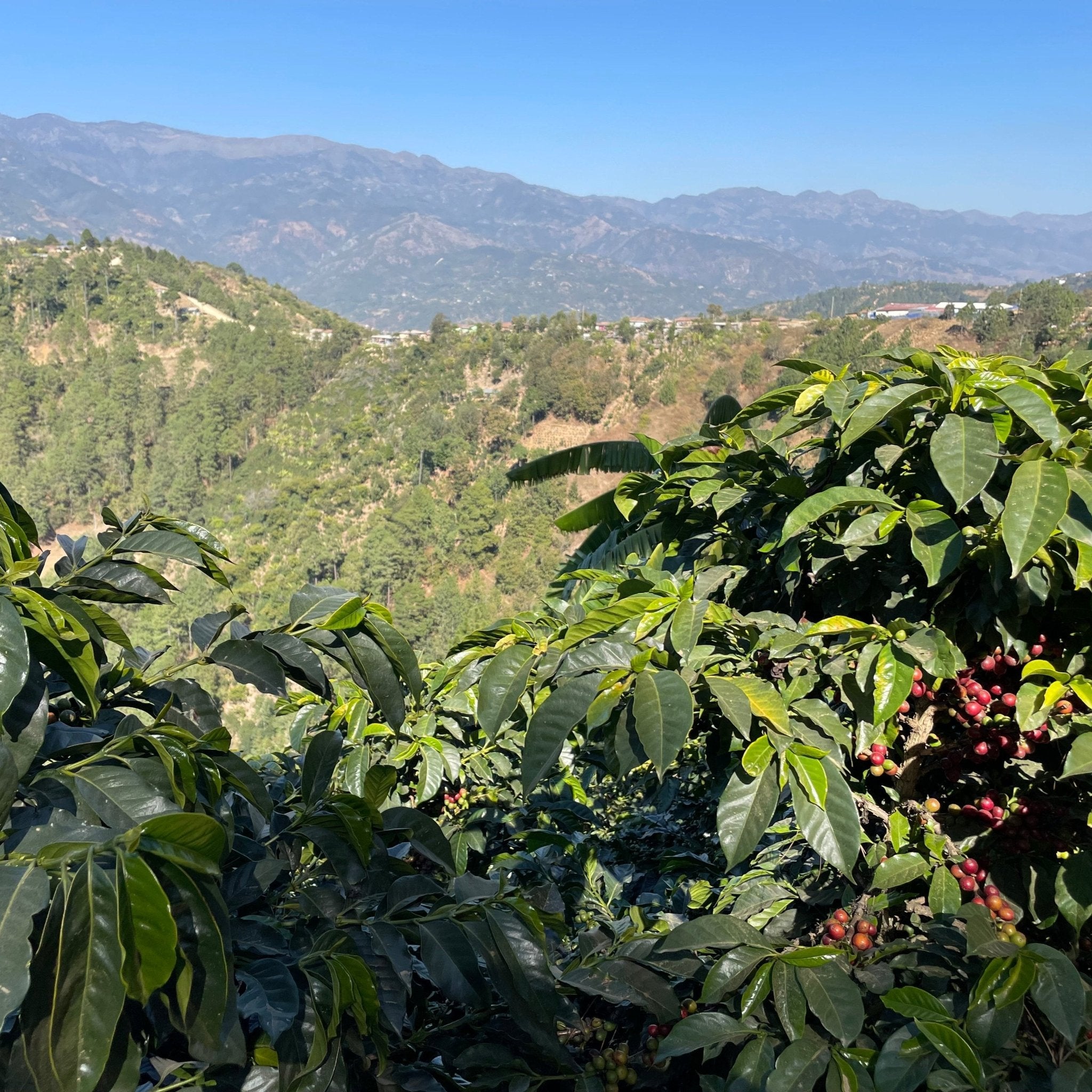 Organic Peru San Juan - 5 lb Bag – Java Estate Roastery