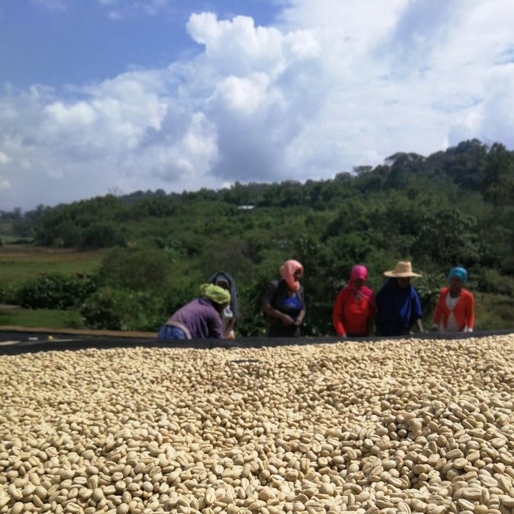 Kenya Swara - 5 lb Bag – Java Estate Roastery