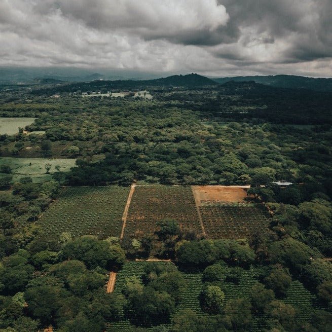 Mexico Veracruz - 5 lb Bag – Java Estate Roastery